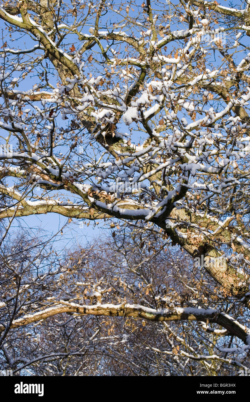 Supporting tree hi-res stock photography and images - Alamy