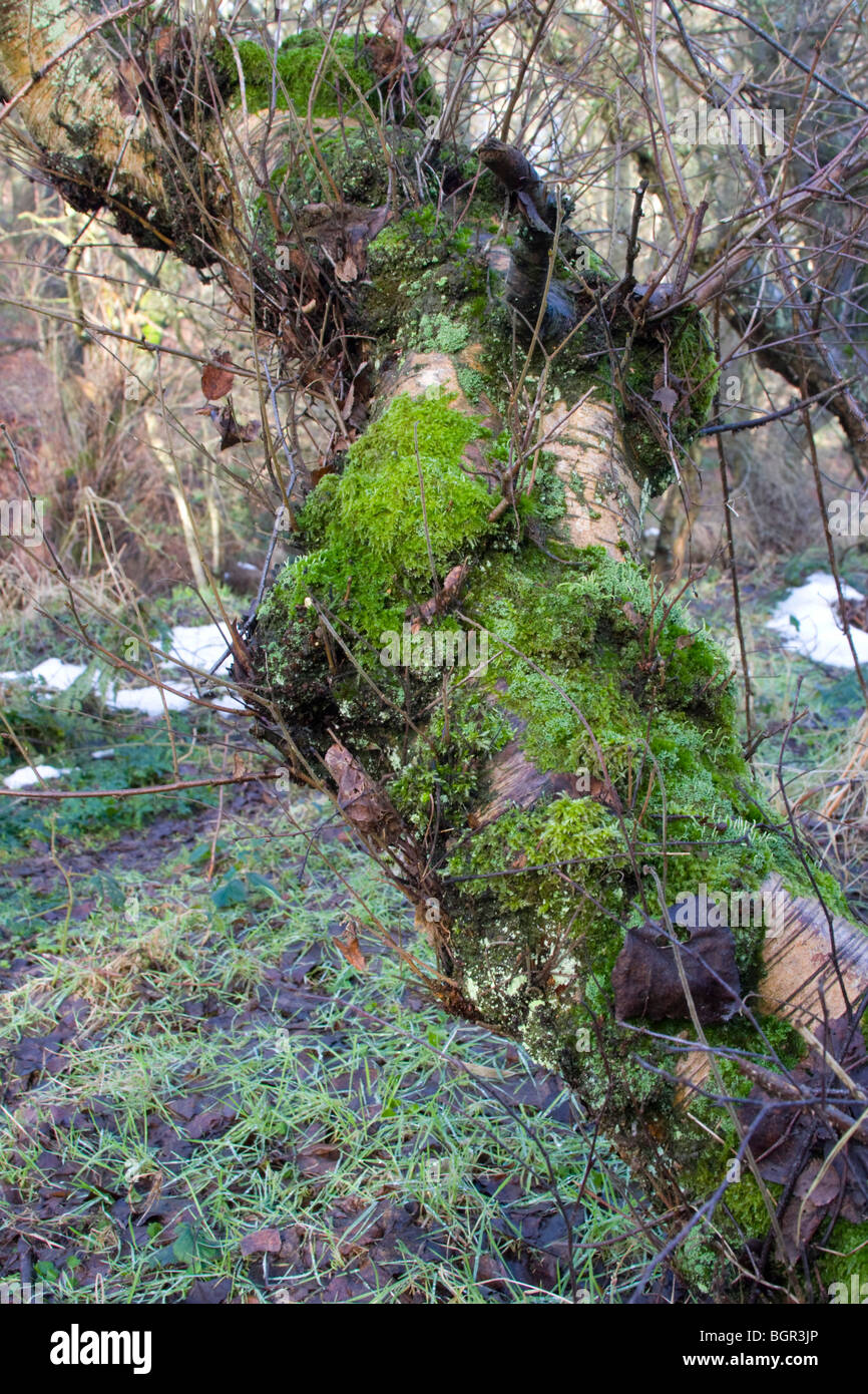 Moss tree hi-res stock photography and images - Alamy