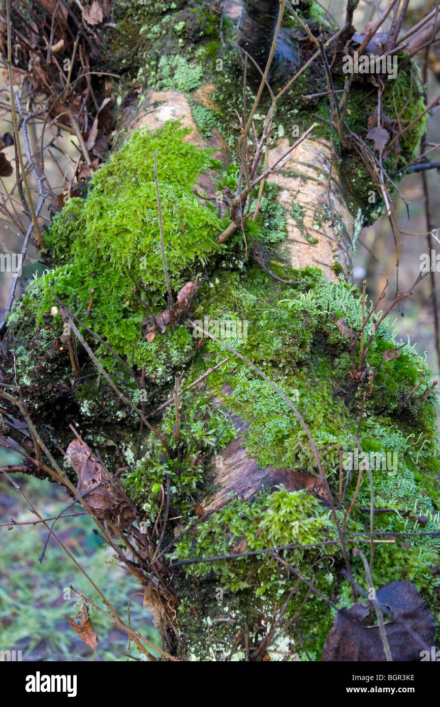Moss tree hi-res stock photography and images - Alamy