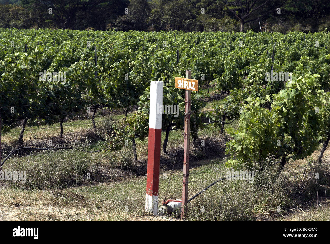 PB Valley Khao Yai Winery, Khao Yai,Thailand Stock Photo - Alamy
