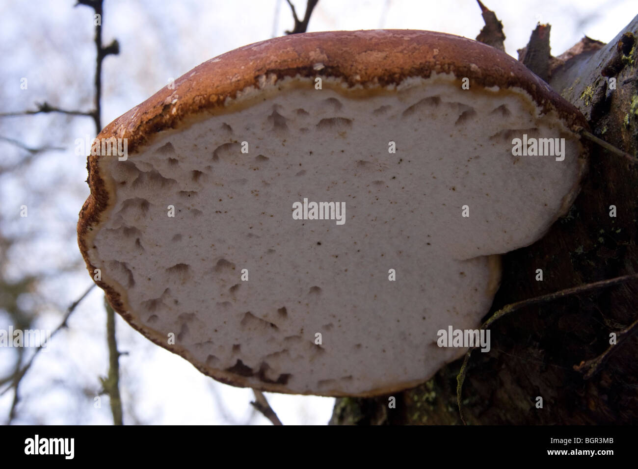 Bracket fungus on tree Stock Photo - Alamy