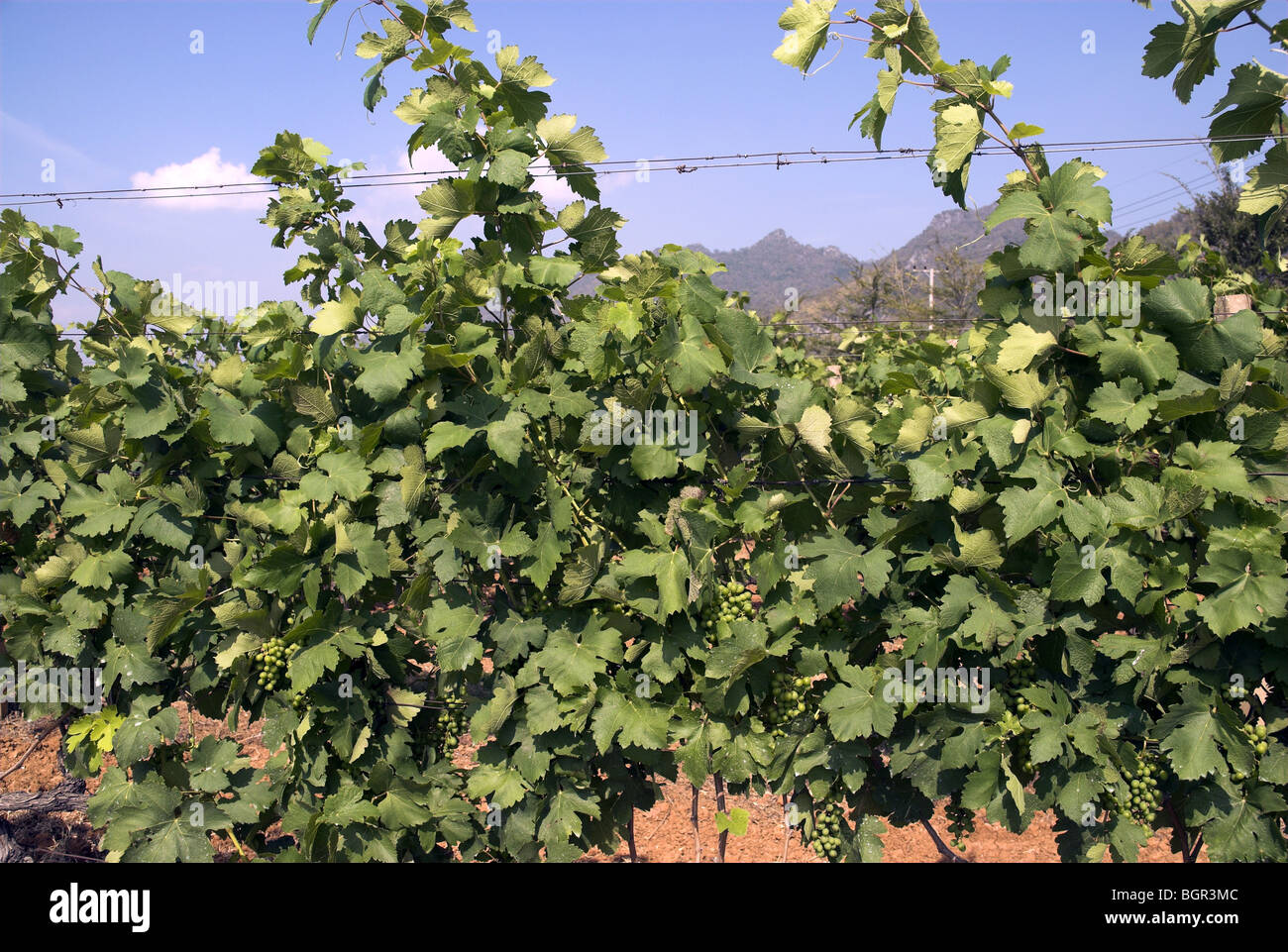 Granmonte Estate, Asoke Valley, Khao Yai, Thailand Stock Photo - Alamy