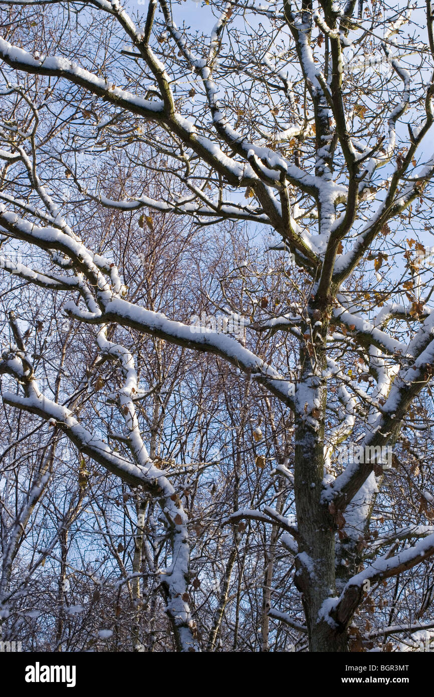 Oak (Quercus robur). Branches supporting recent fall of 'soft' snow ...