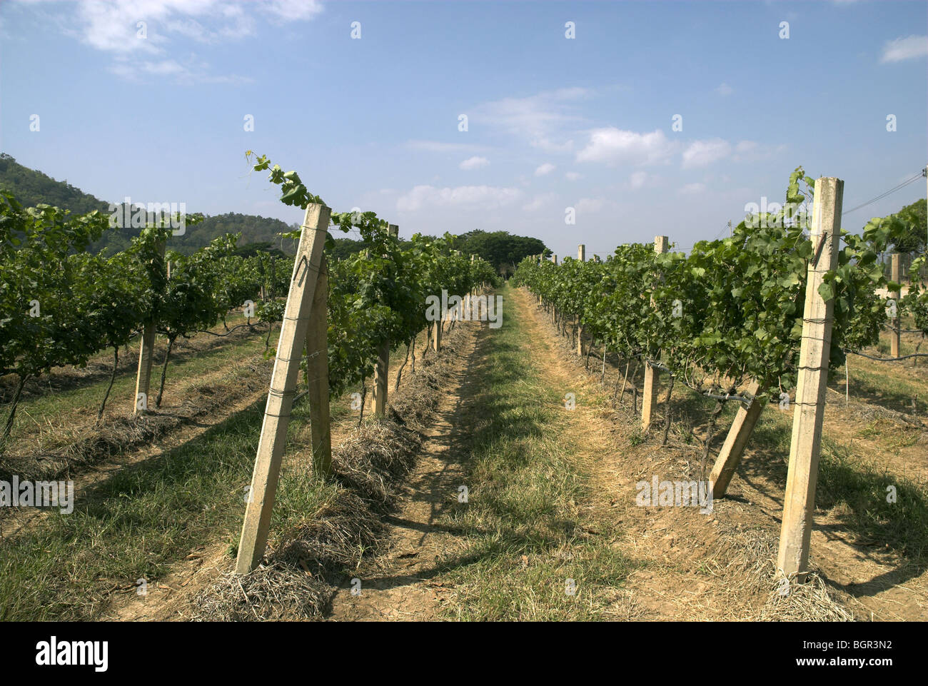 PB Valley Khao Yai Winery, Khao Yai, Thailand Stock Photo - Alamy