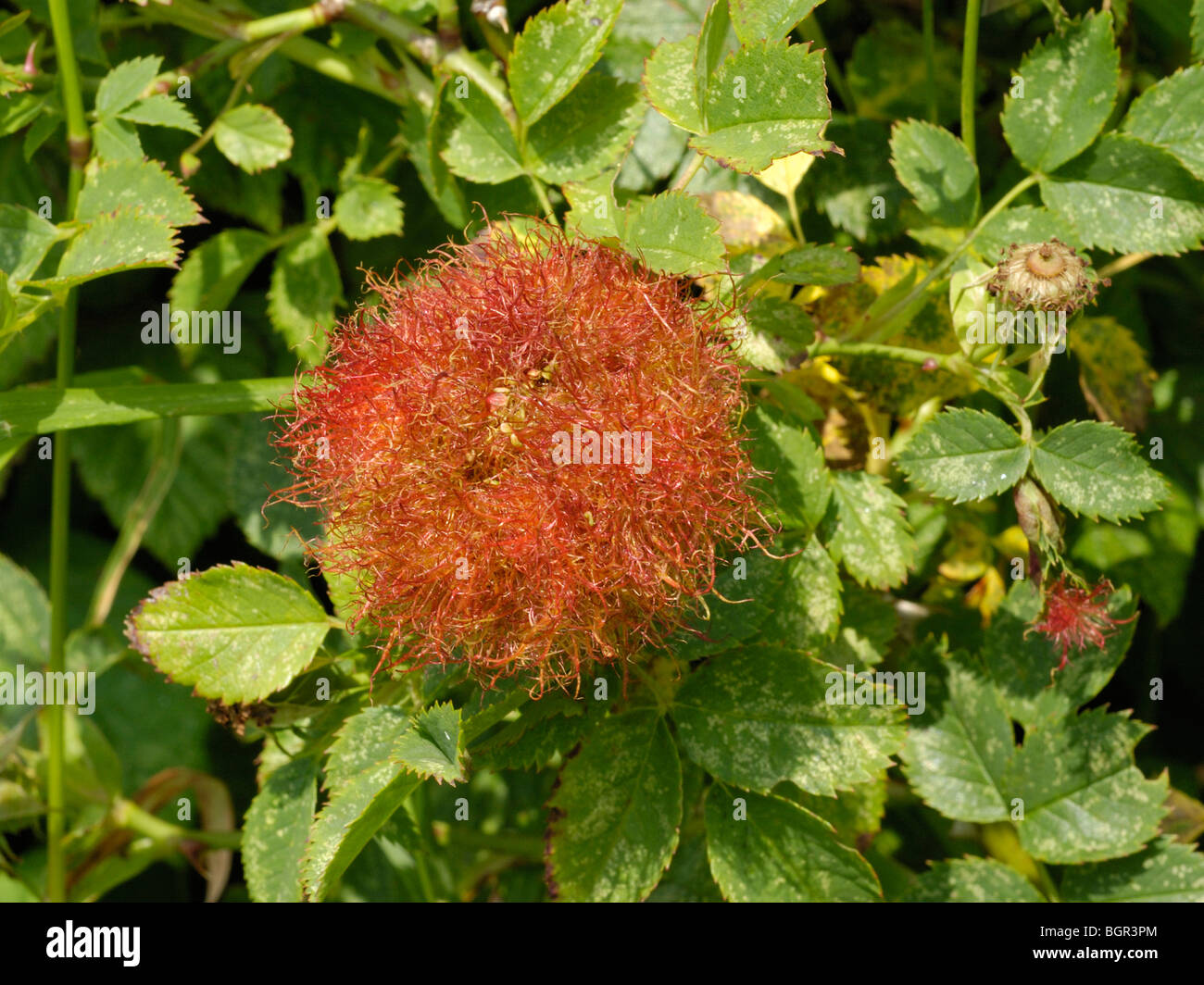 Bedeguar gall or Robin's Pin Cushion, diplolepis rosae Stock Photo - Alamy