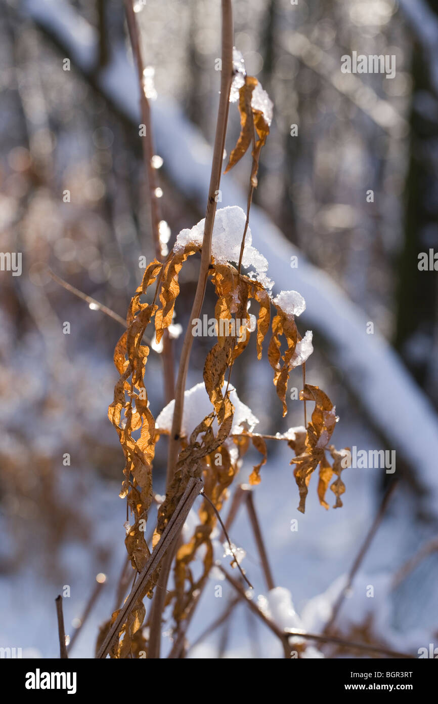 Dead fern leaves hi-res stock photography and images - Alamy