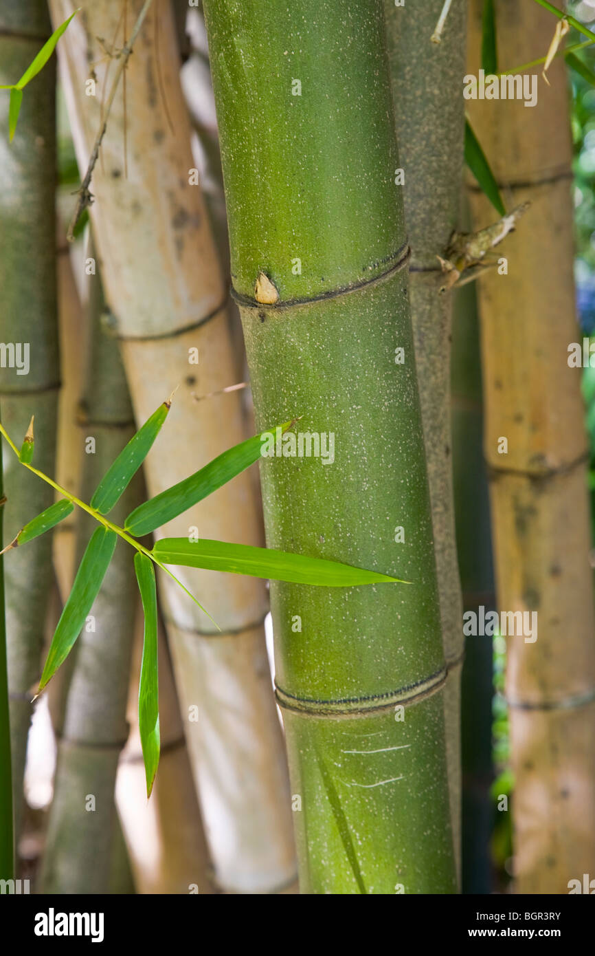 Closeup of Bamboo Stock Photo - Alamy