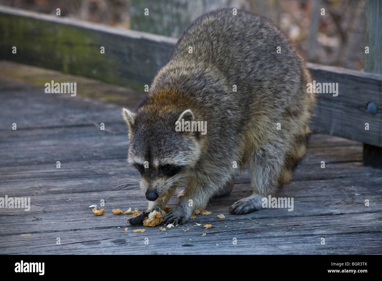 Raccoon eating scraps from trash barrel at Caspersen Beach in Venice ...