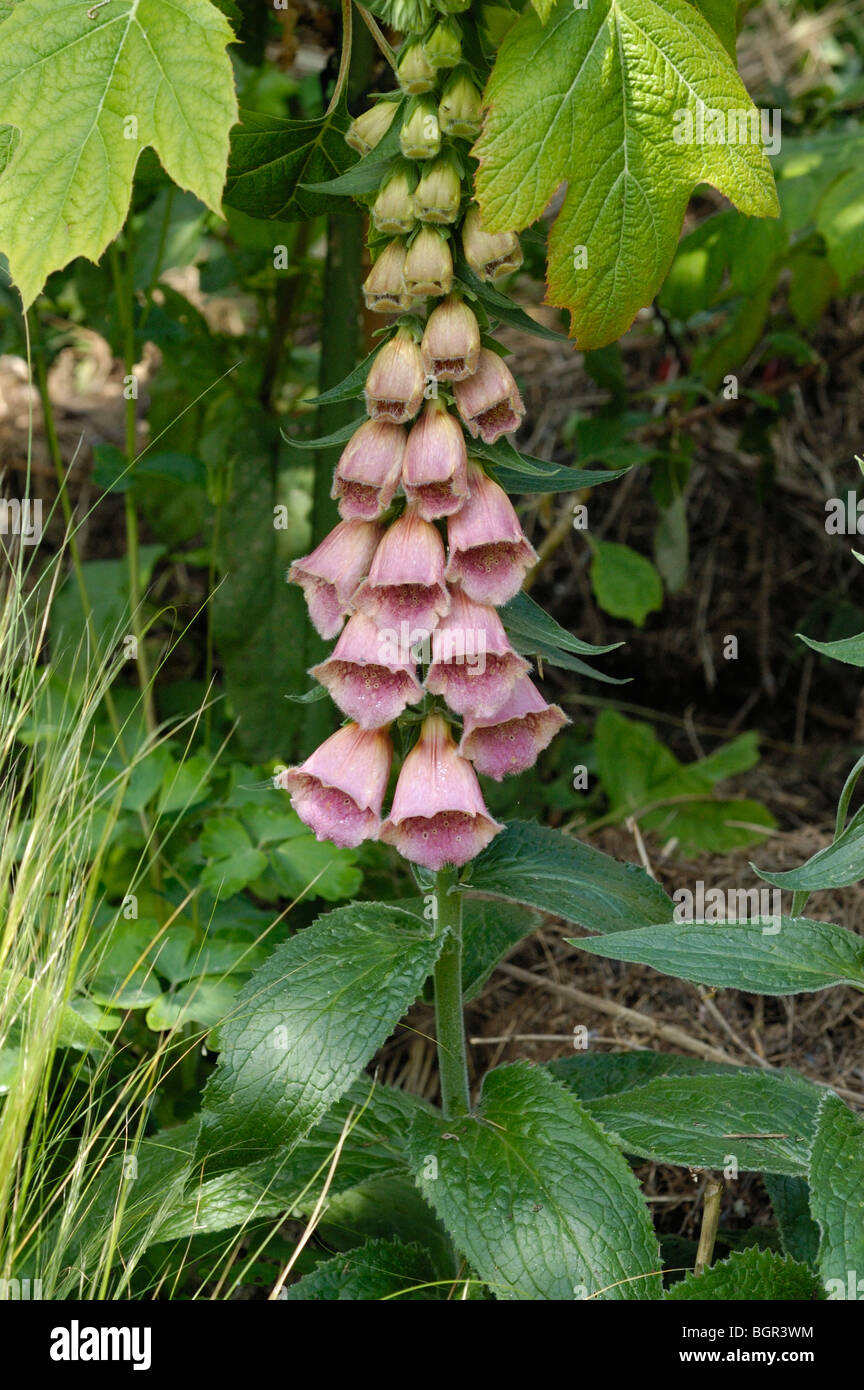 Digitalis mertonensis hi-res stock photography and images - Alamy