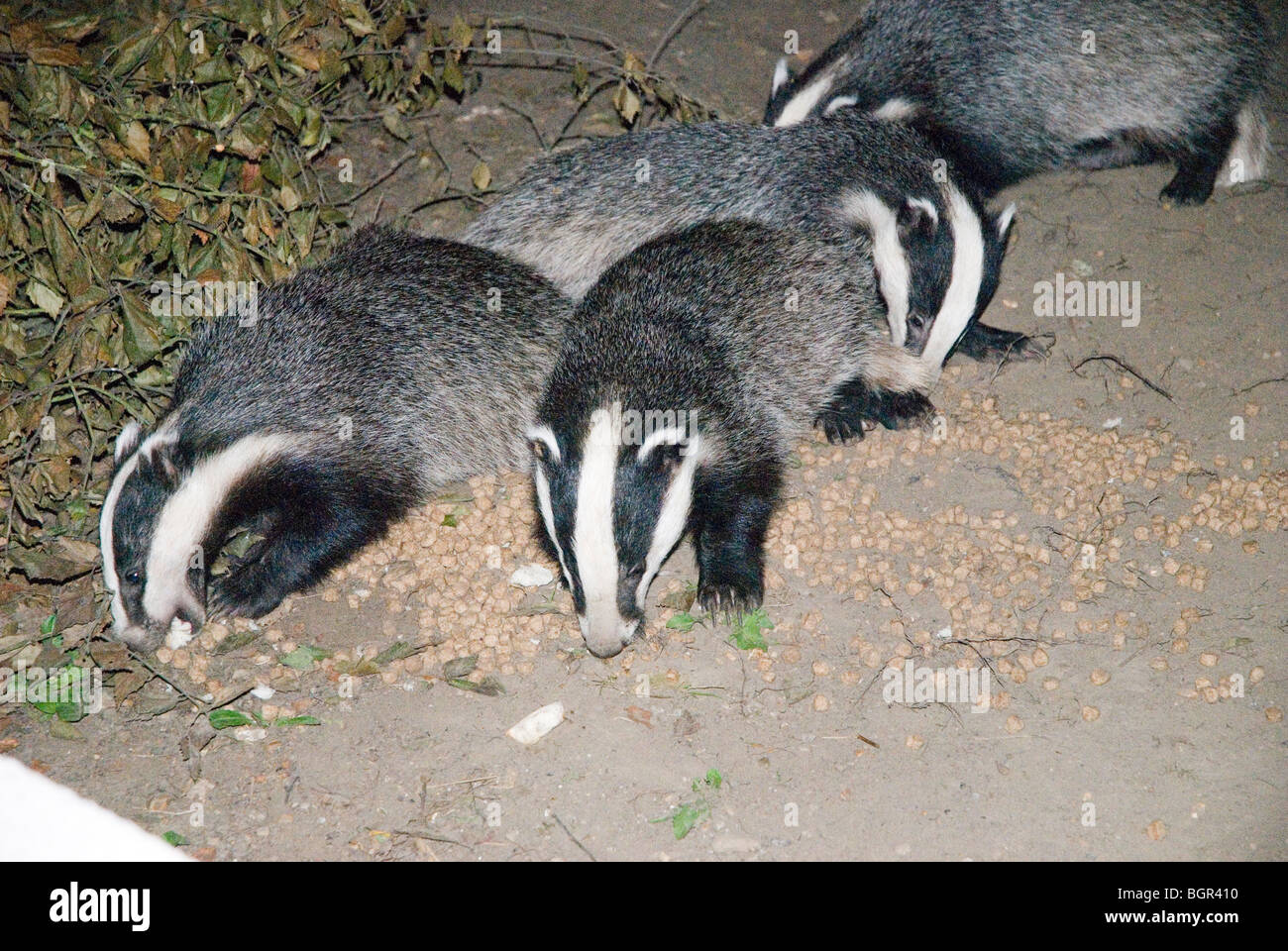 Badger night hi-res stock photography and images - Alamy