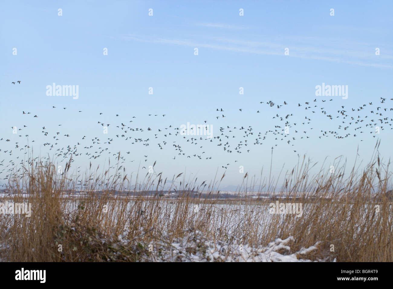 Flying over geese hi-res stock photography and images - Alamy