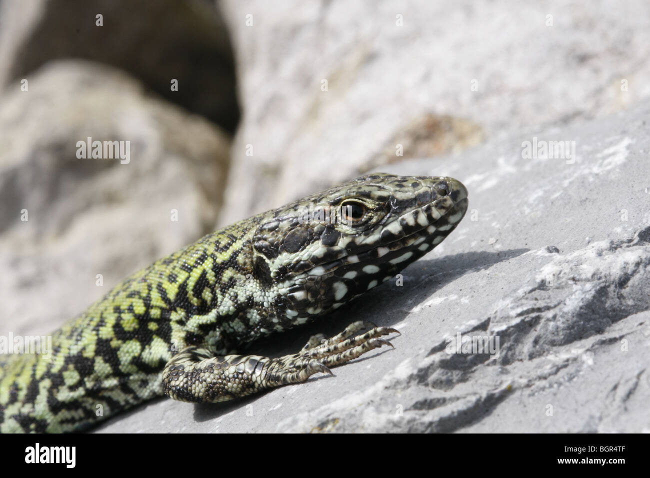 Head of lizard hi-res stock photography and images - Alamy