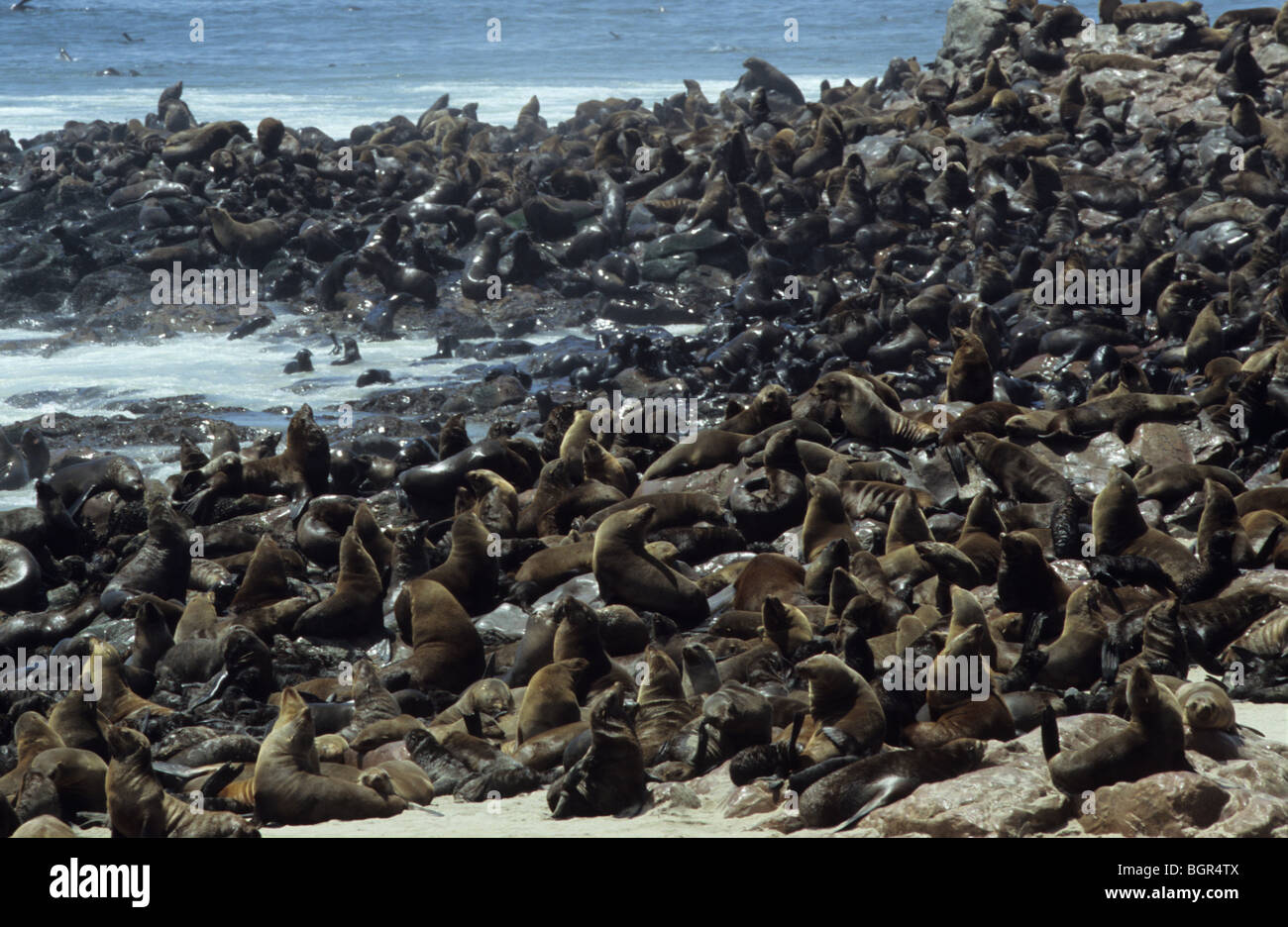 South African (Cape) fur seal, Arctocephalus pusillus, colony, Cape ...