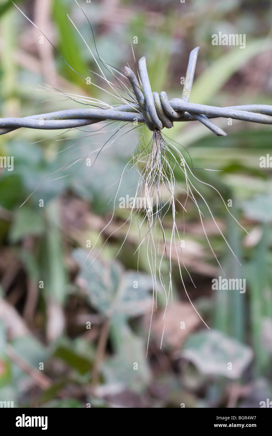 Hair caught on barbed wire hi-res stock photography and images - Alamy