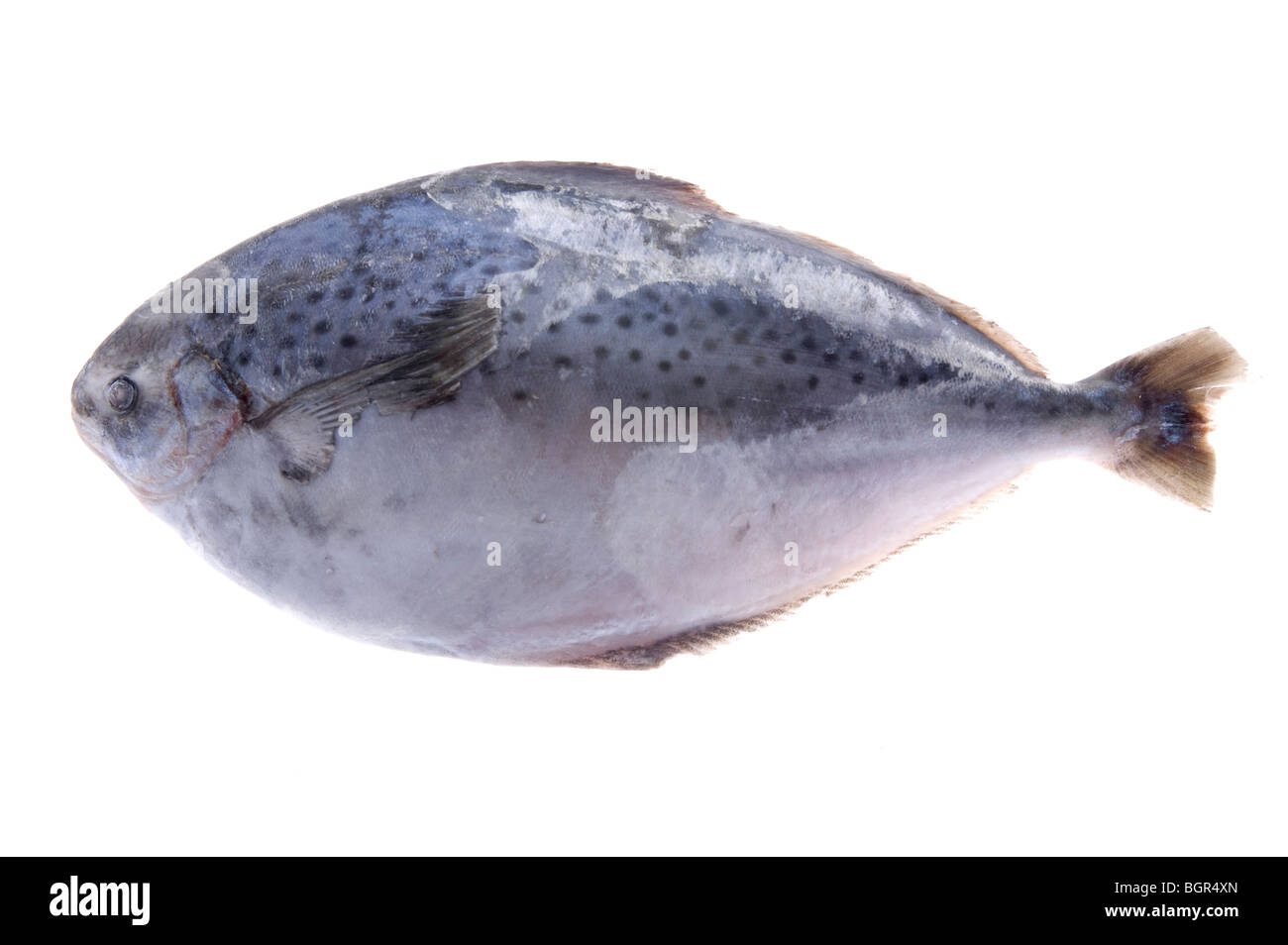 object on white - fish on ice close up Stock Photo - Alamy