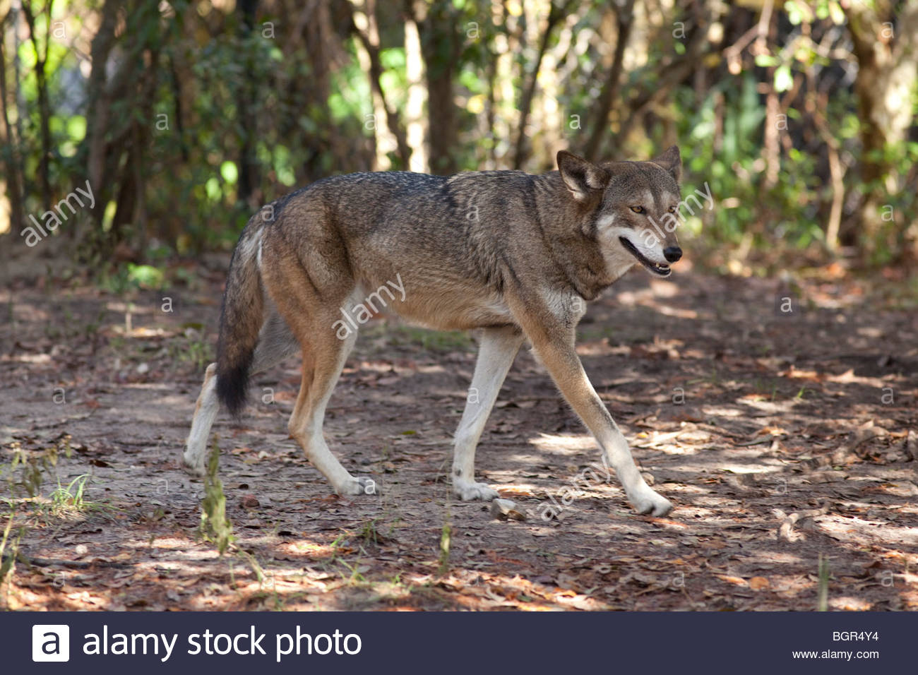 Canis Rufus Stock Photos & Canis Rufus Stock Images - Alamy