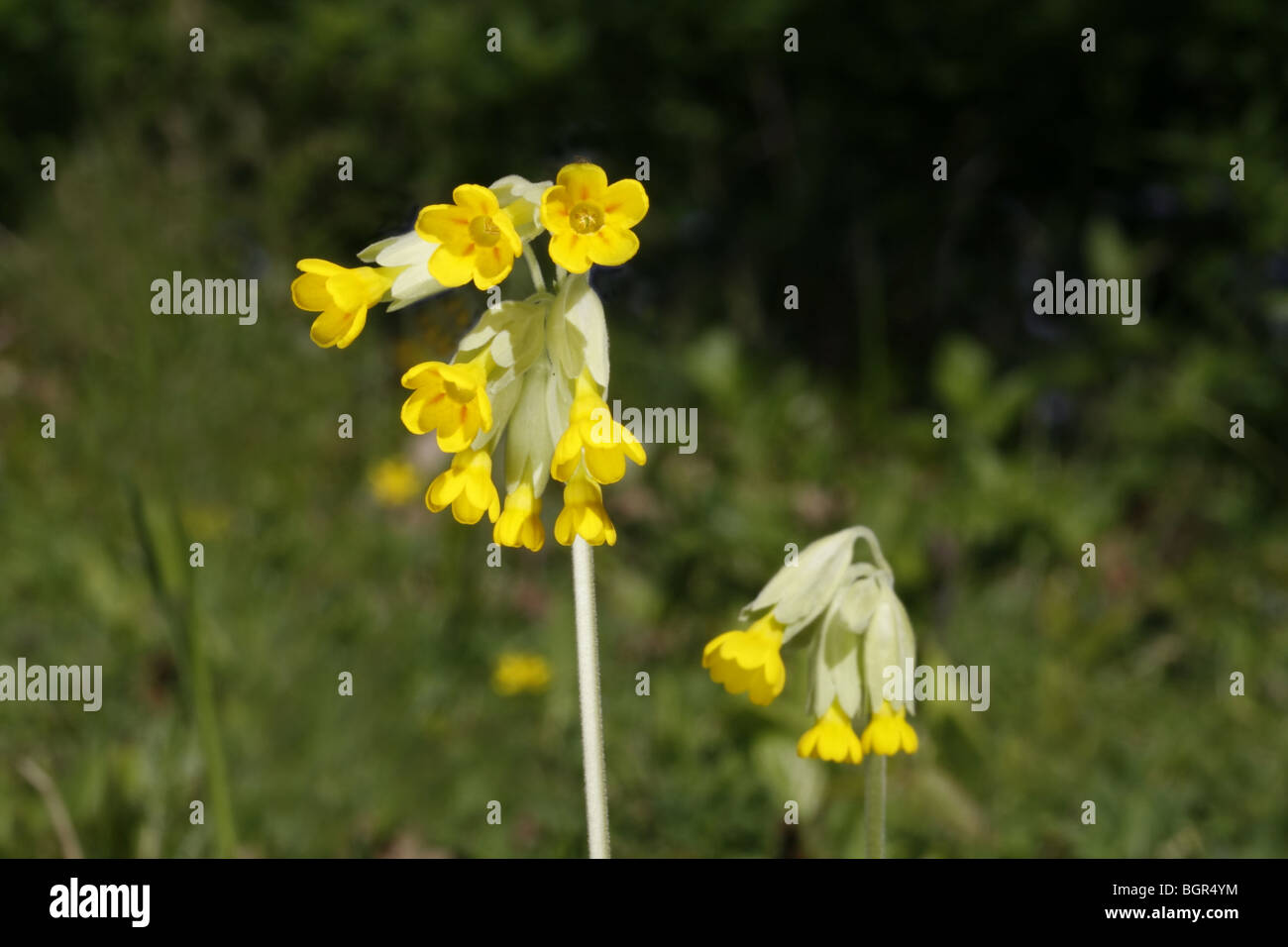 Spikespikes hi-res stock photography and images - Alamy