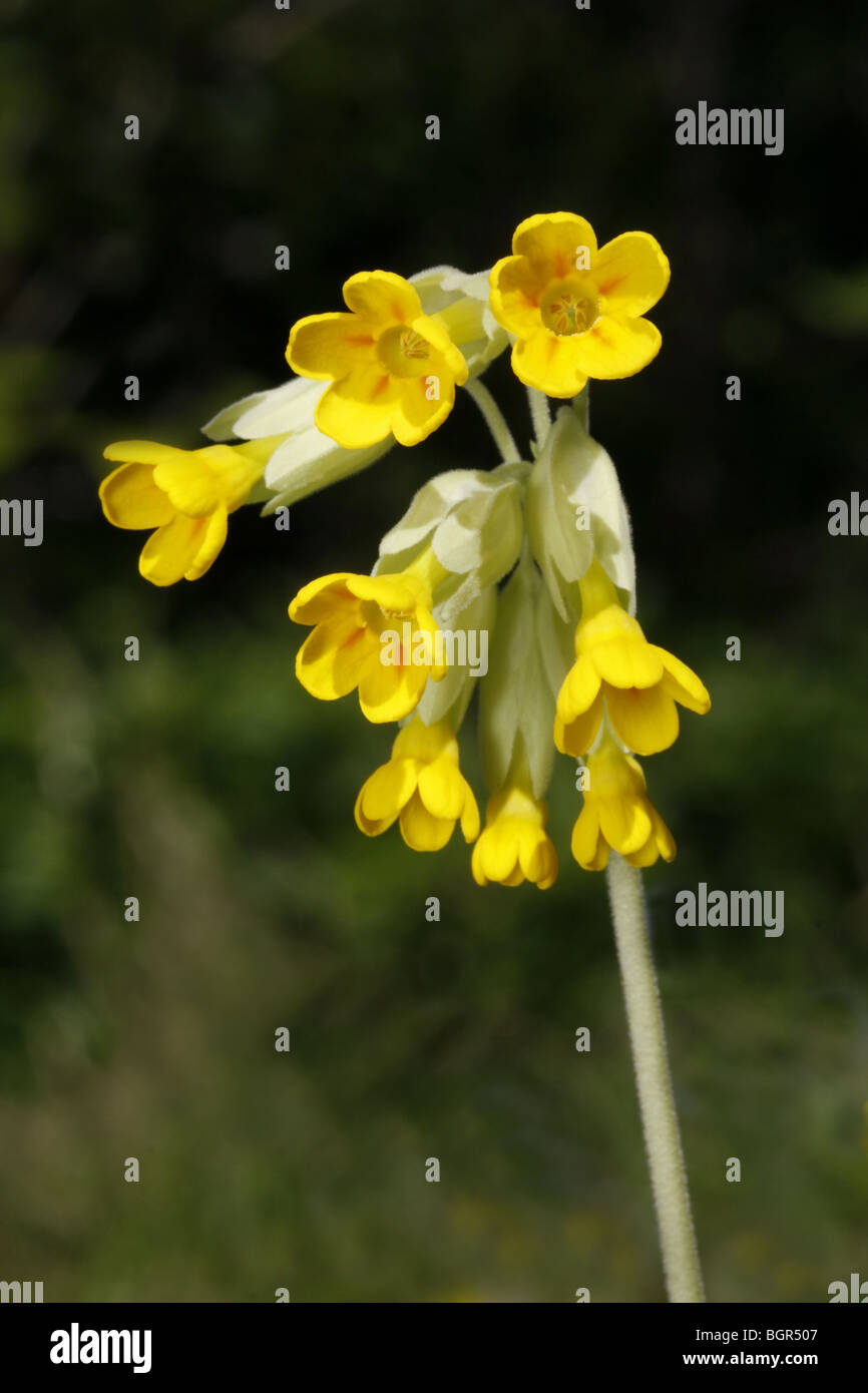 Cowslip, close-up of flower spike Stock Photo - Alamy