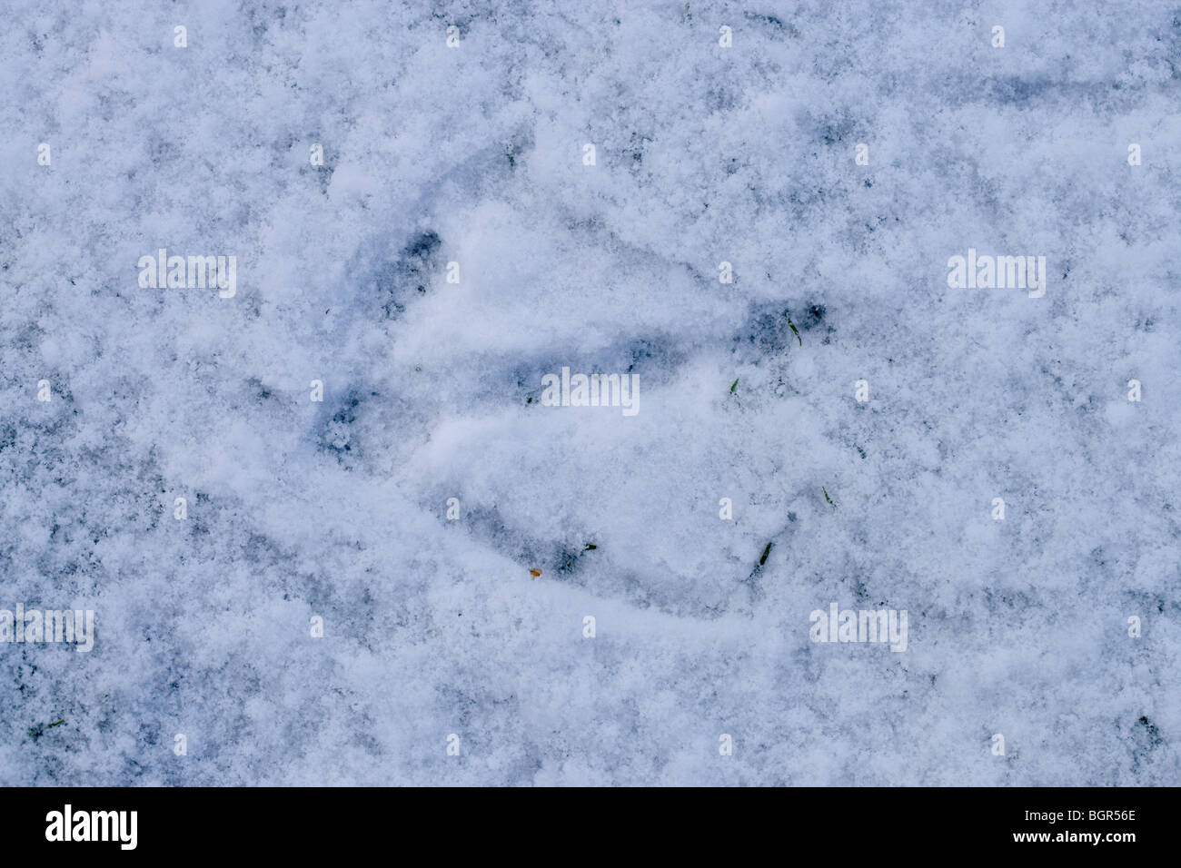 Geese footprints hi-res stock photography and images - Alamy
