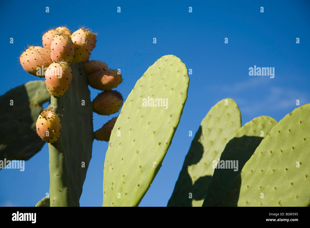 A closeup view of a prickly pear cactus, also known as nopales, bearing ...