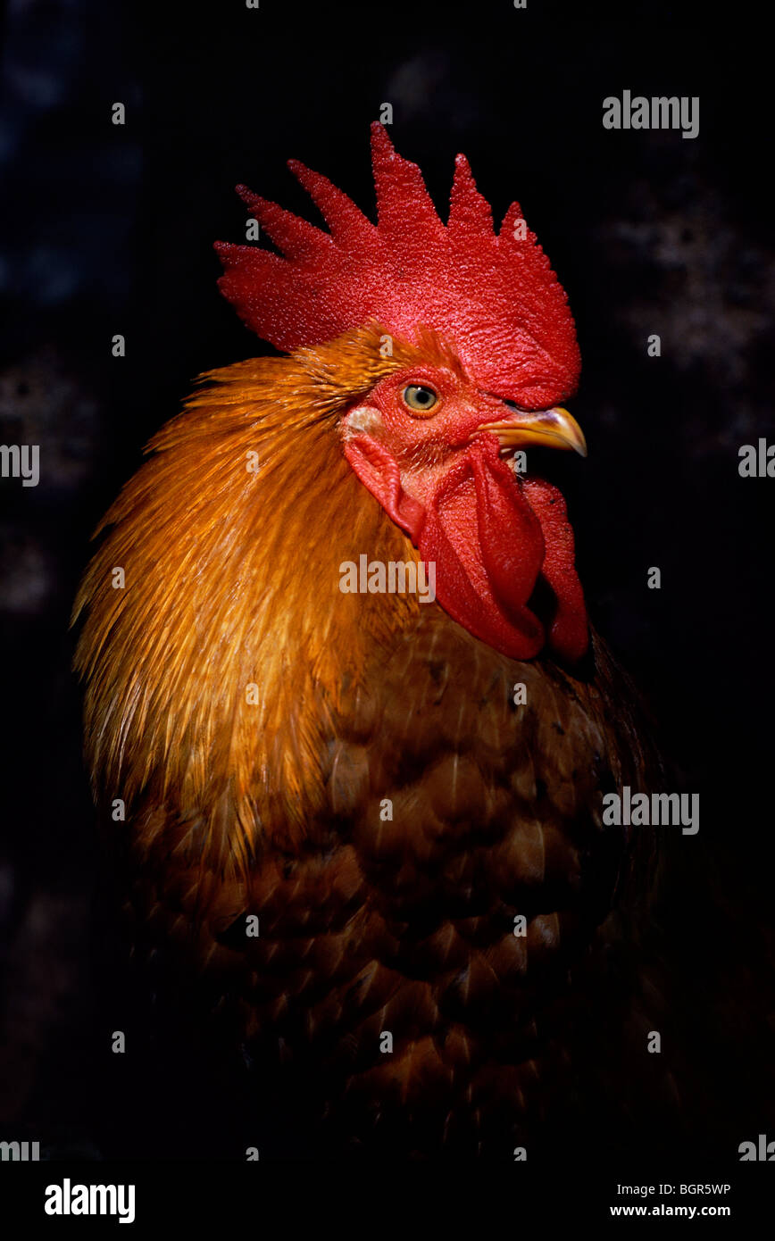Portrait of a rooster Stock Photo - Alamy