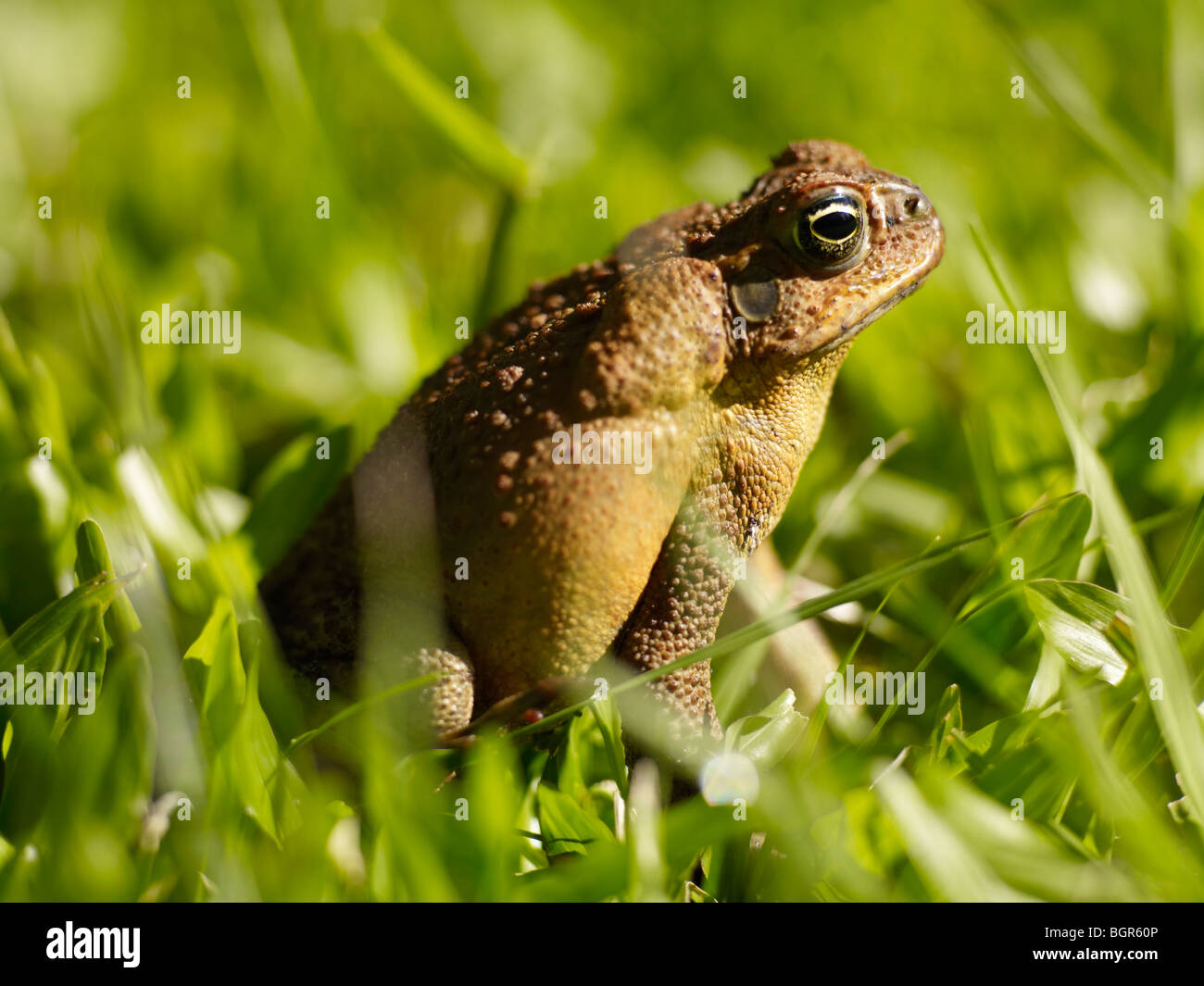 Cane toads of australia hi-res stock photography and images - Alamy
