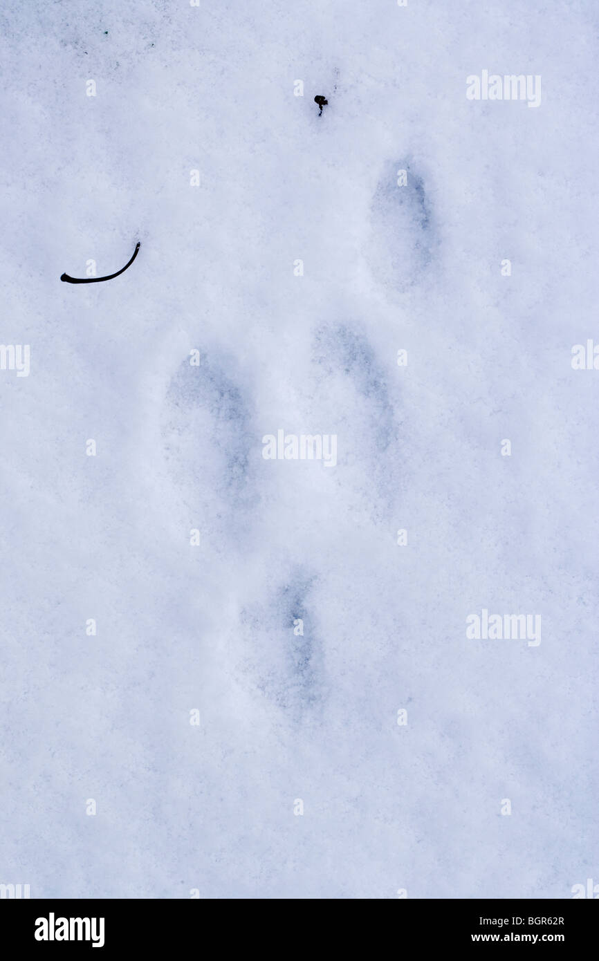 Rabbit footprint hi-res stock photography and images - Alamy
