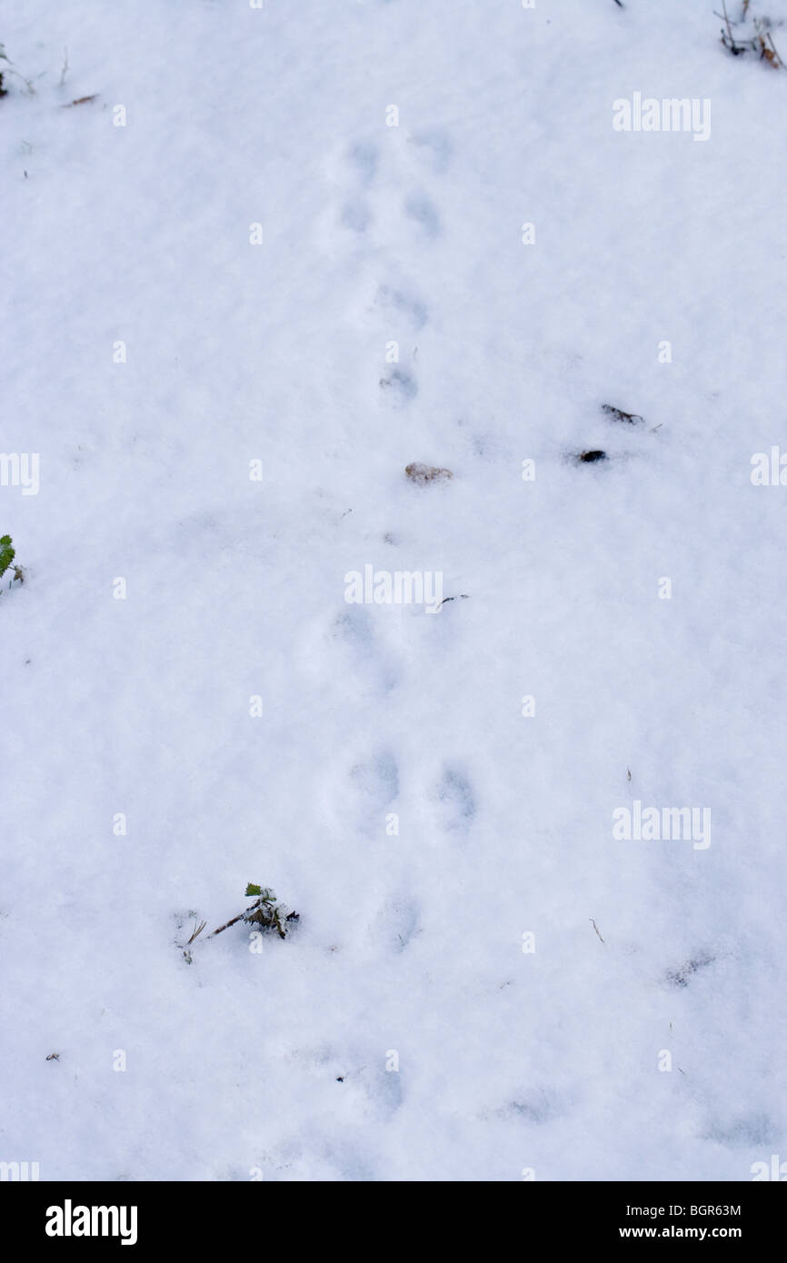 Rabbit tracks in snow hi-res stock photography and images - Alamy
