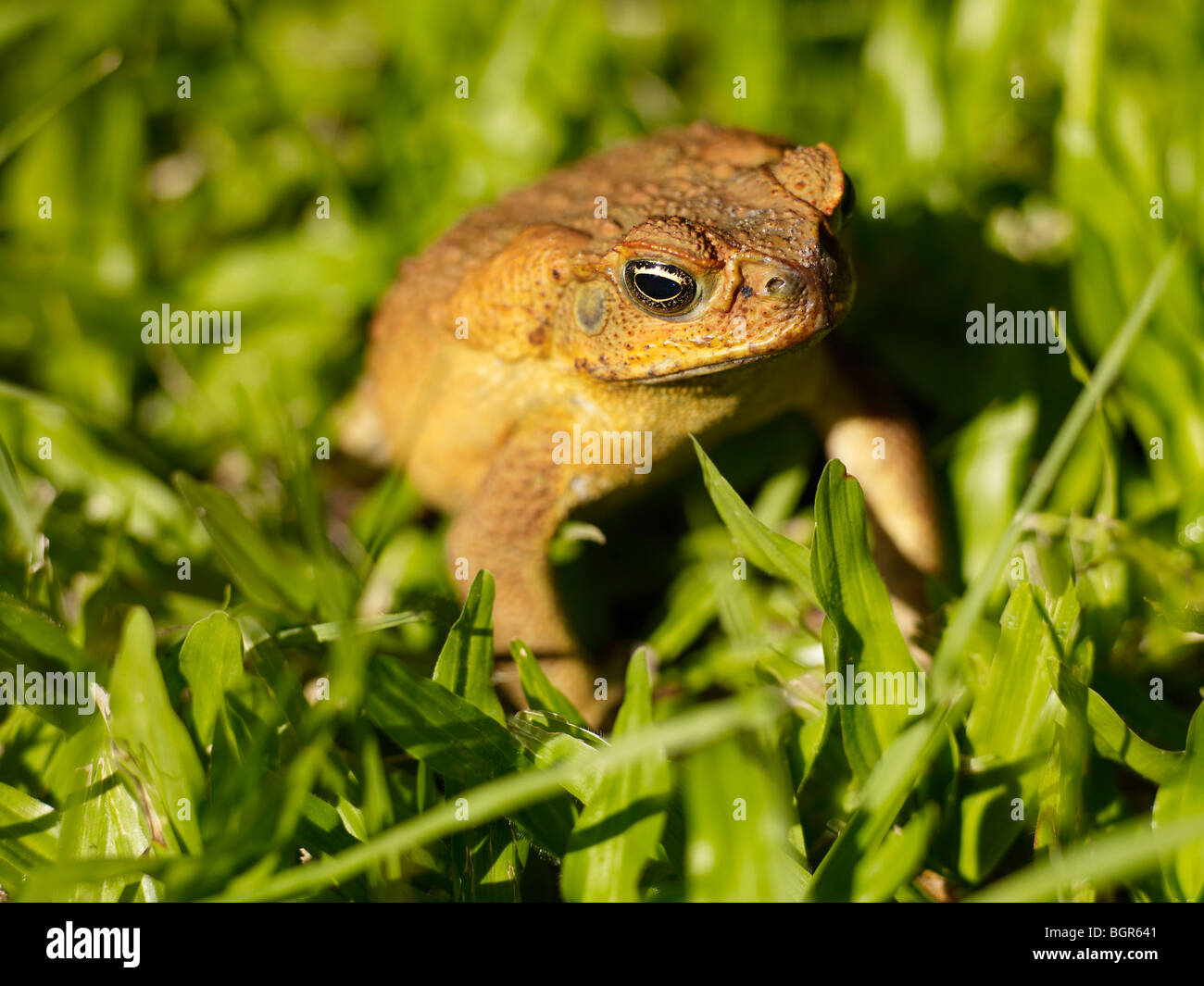 Cane toads of australia hi-res stock photography and images - Alamy