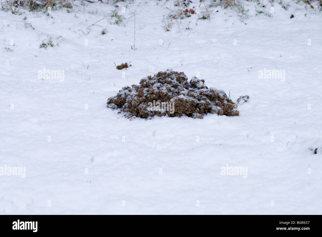 Mole (Talpa europaea). Still active in hard weather; recent upheavel of ...