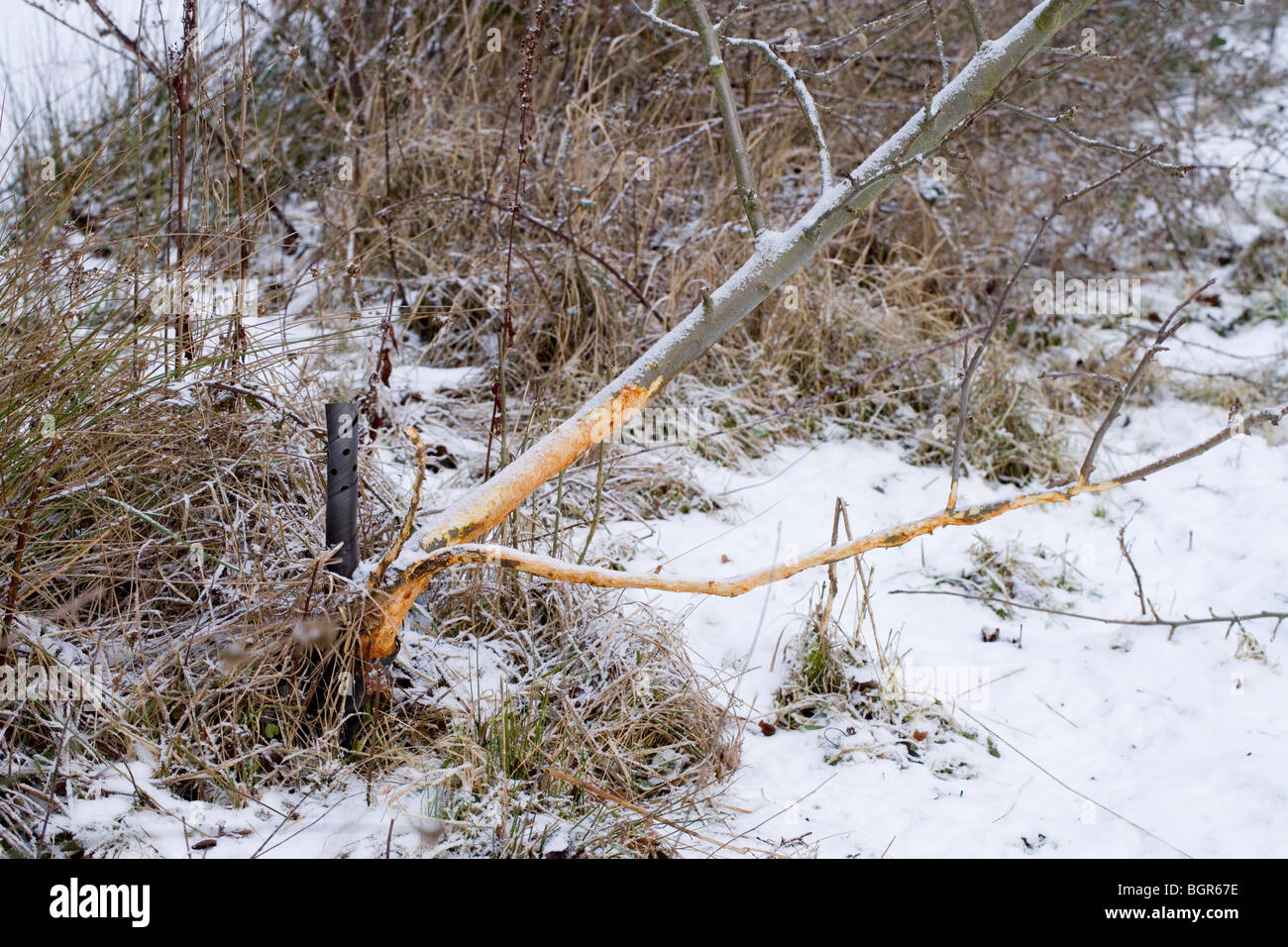 Apple Tree Damage High Resolution Stock Photography and Images - Alamy