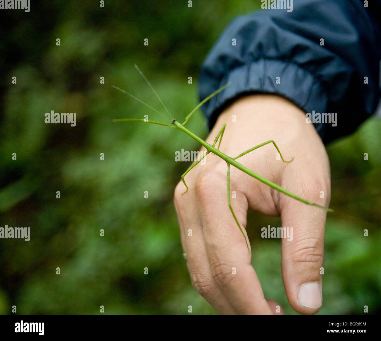 Walking stick insect hi-res stock photography and images - Alamy