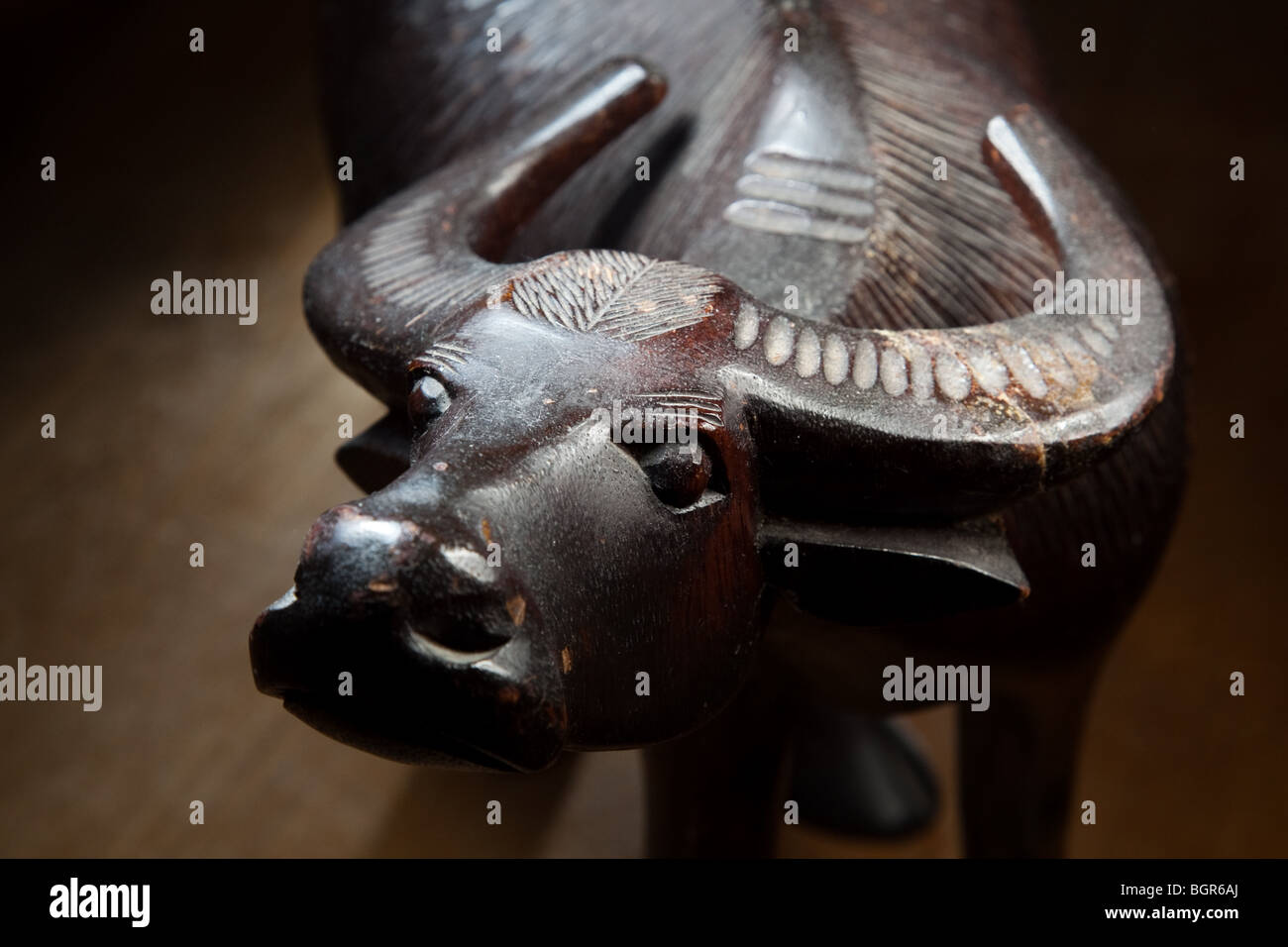 Tired bull hi-res stock photography and images - Alamy