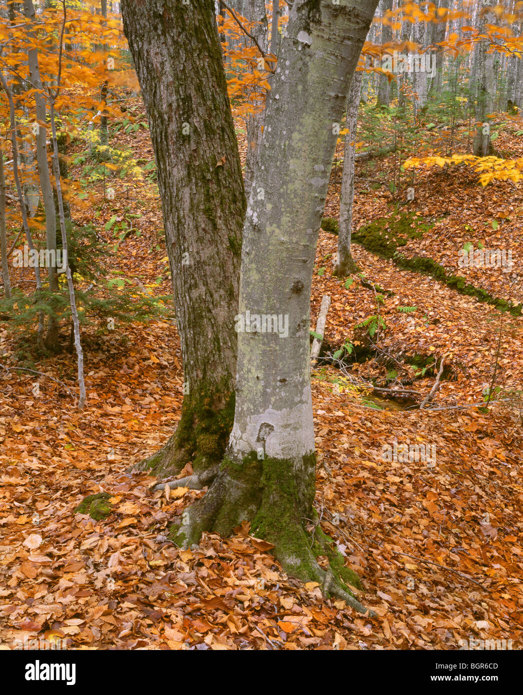 MICHIGAN - Hardwood forest along the trail through Chapel Basin in ...