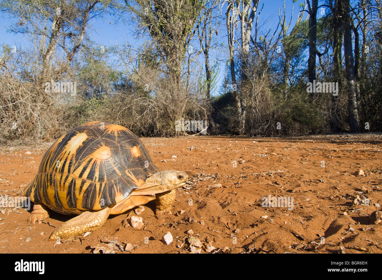 Radiated Tortoise (Astrochelys radiata), Madagascar Stock Photo - Alamy