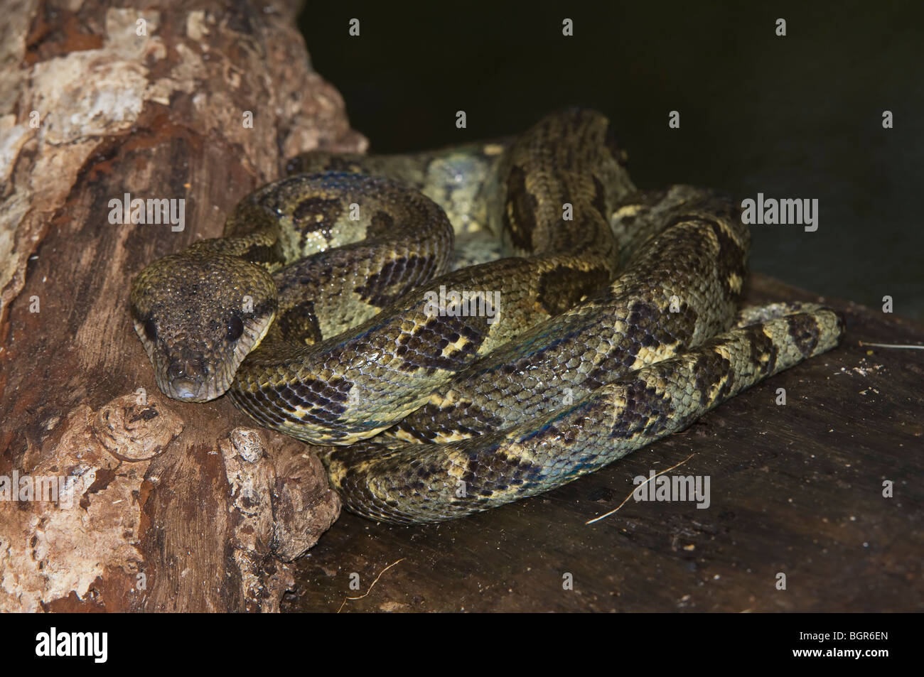 Madagascar Tree Boa (Sanzinia madagascariensis), Madagascar Stock Photo ...