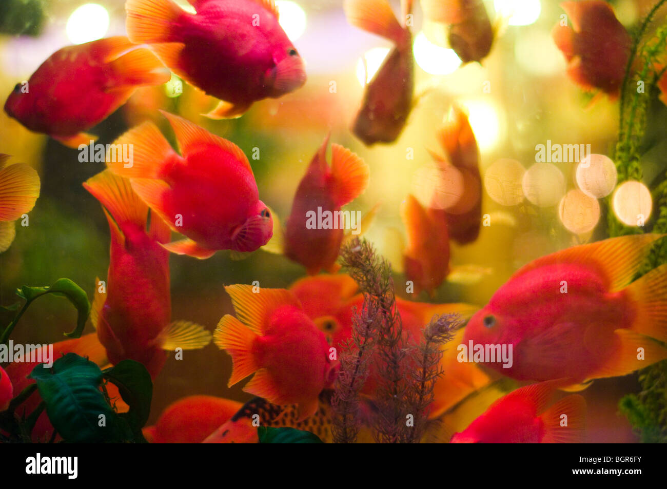 Aquarium in the window of a Chinatown restaurant in New York City Stock ...