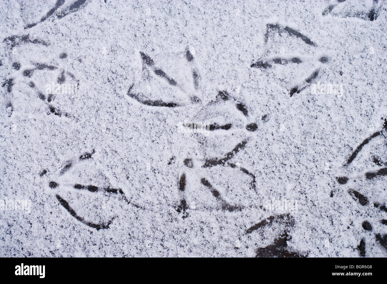 Duck footprint hi-res stock photography and images - Alamy