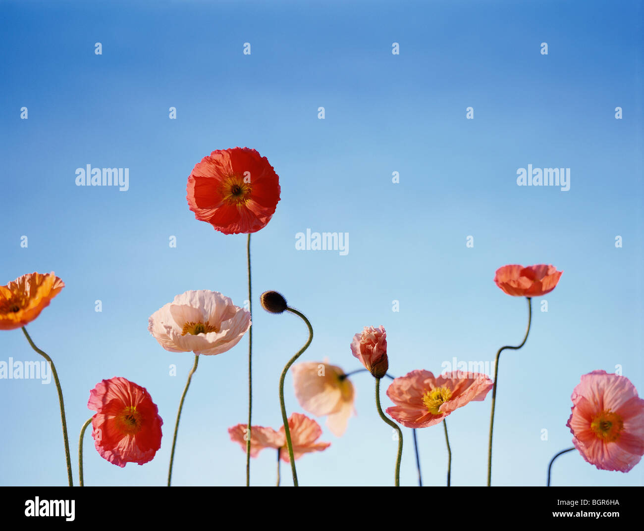 Tall poppies against blue sky Stock Photo - Alamy