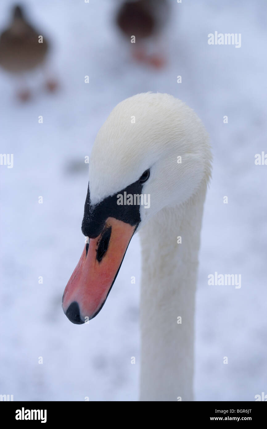 Mute Swan (Cygnus olor). Adult, head. Note bill colour Stock Photo - Alamy