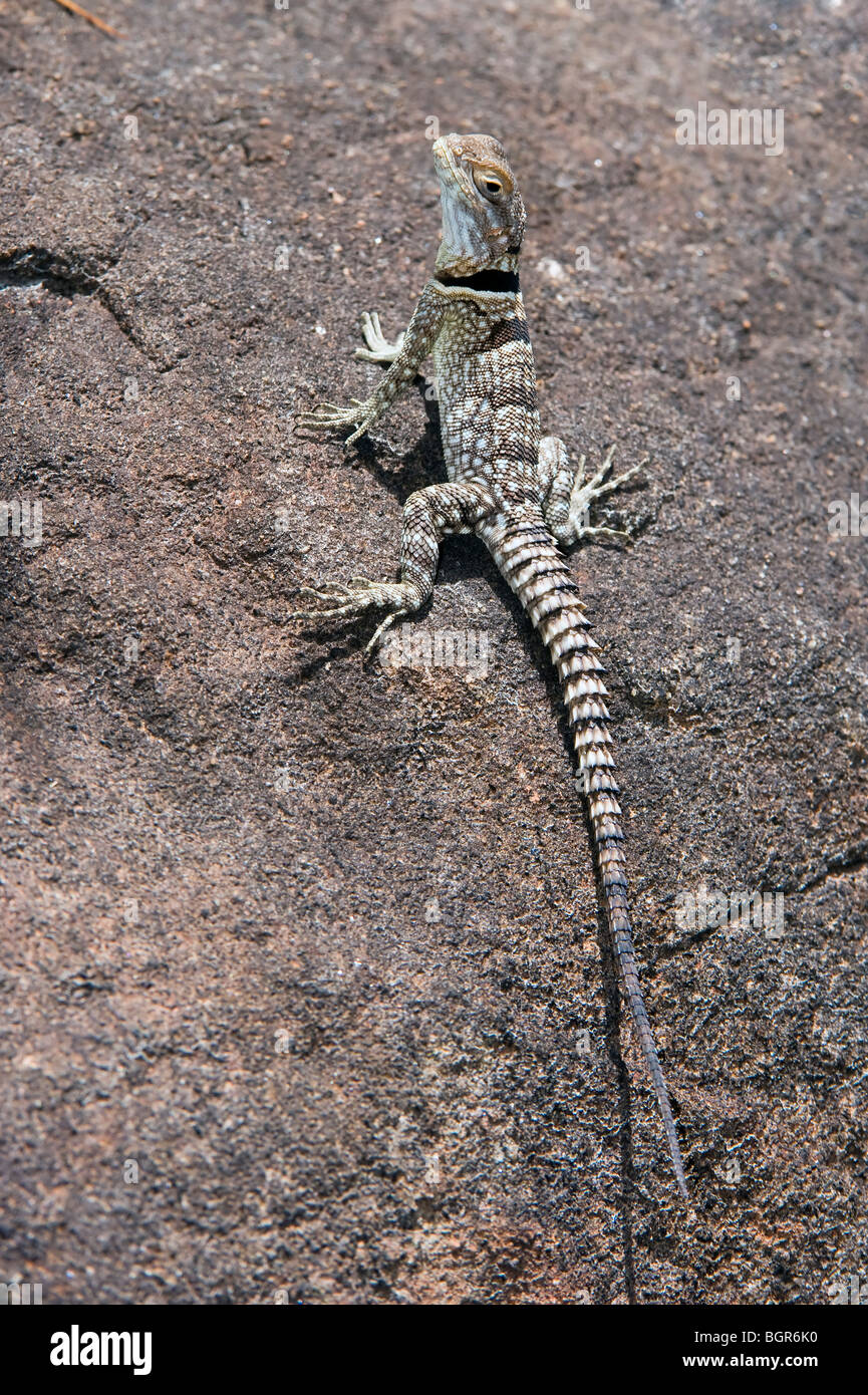 Madagascar Iguana (Oplurus cyclurus), Madagascar Stock Photo - Alamy