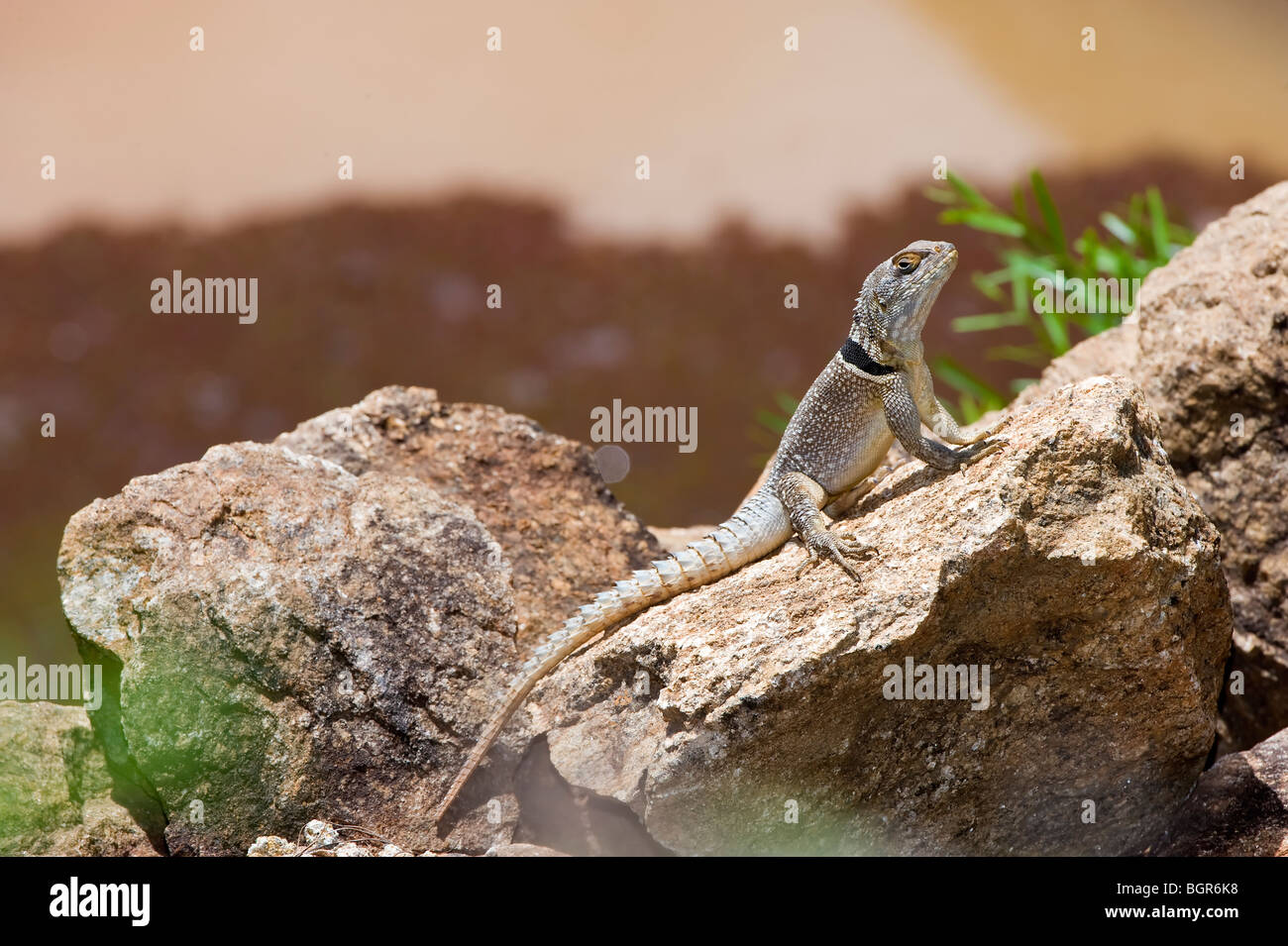 Madagascar Iguana (Oplurus cyclurus), Madagascar Stock Photo - Alamy