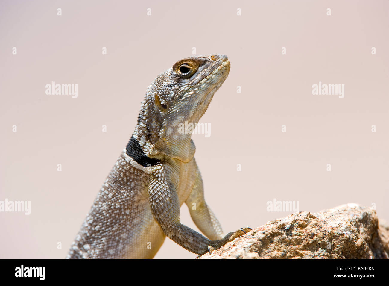 Madagascar Iguana (Oplurus cyclurus), Madagascar Stock Photo - Alamy