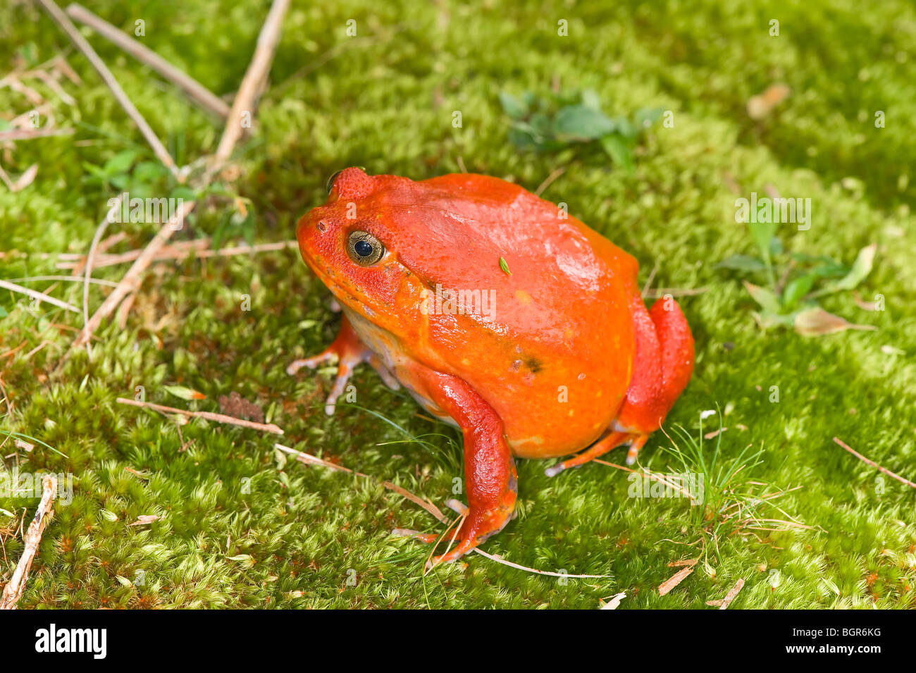Tomato Frog (Dyscophus antongilii), Madagascar Stock Photo - Alamy