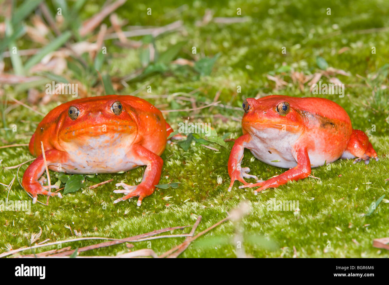 Tomato Frogs (Dyscophus antongilii), Madagascar Stock Photo - Alamy