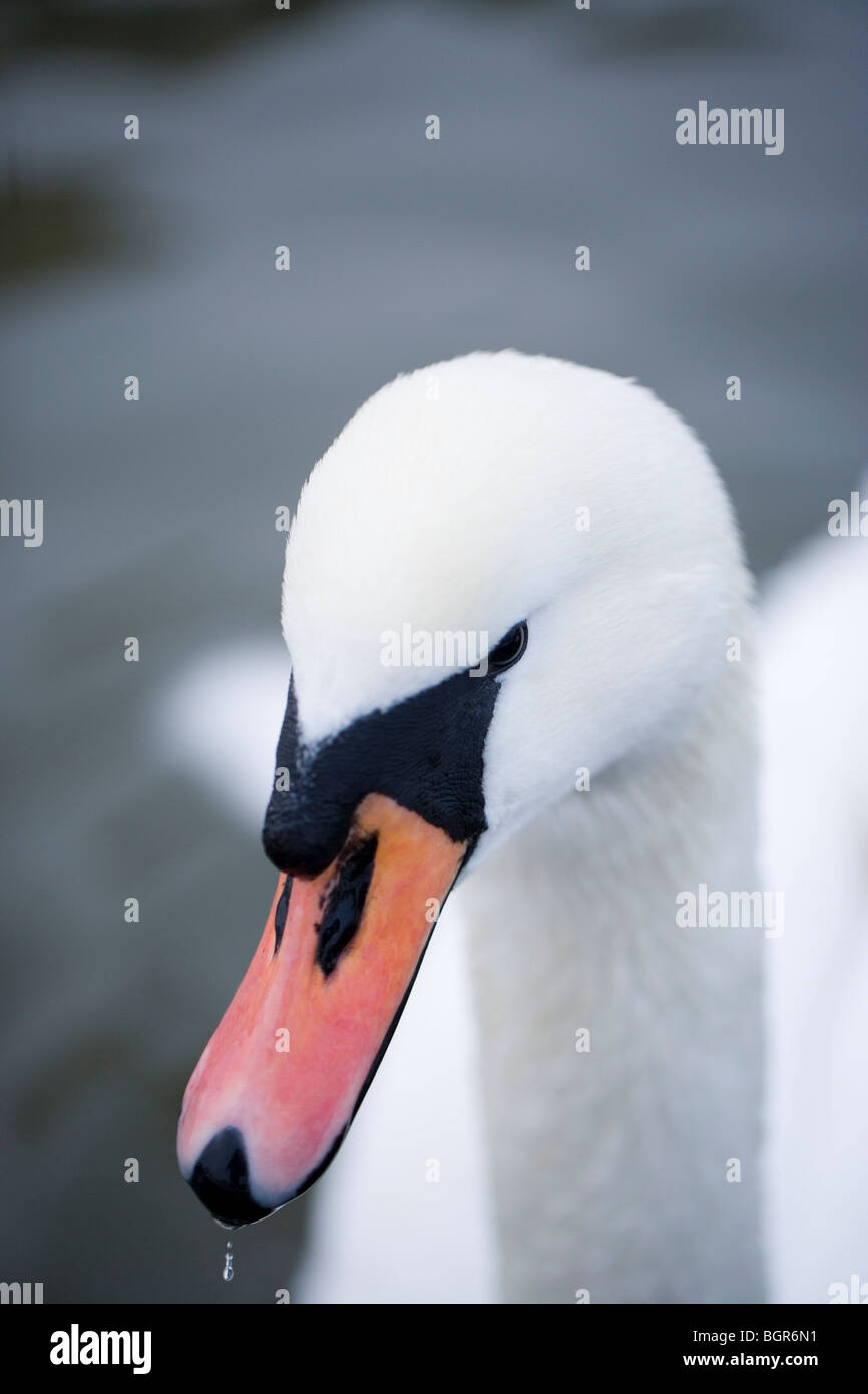 Mute Swan (Cygnus olor). Adult, head. Note bill colour Stock Photo - Alamy