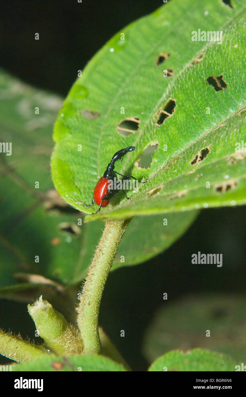 Giraffe-necked weevil (Trachelophorus giraffa), Madagascar Stock Photo ...