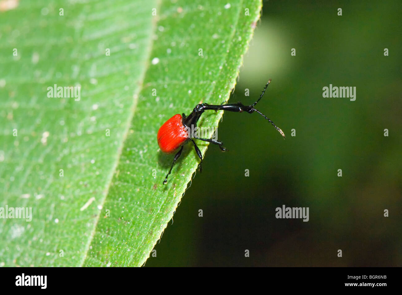 Giraffe-necked weevil (Trachelophorus giraffa), Madagascar Stock Photo ...