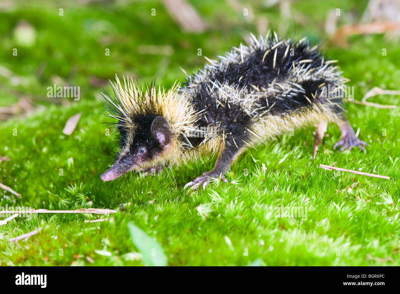 Streaked tenrec hi-res stock photography and images - Alamy