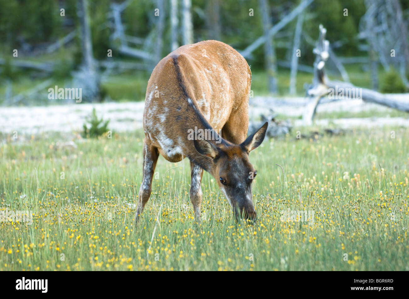 Female elk at Yellowstone National Park Stock Photo - Alamy